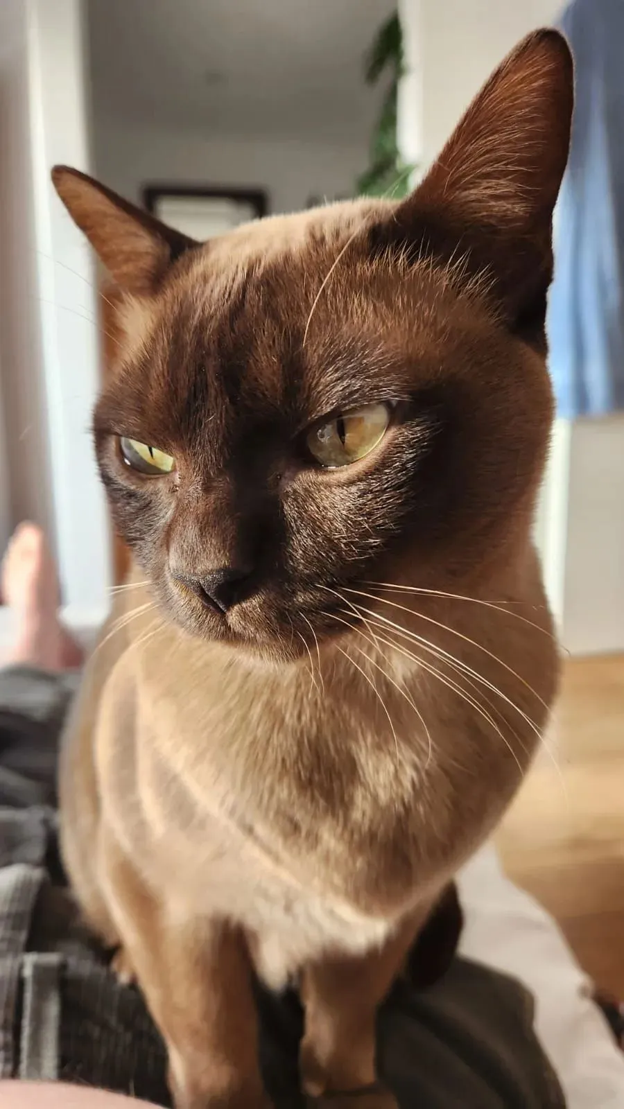 Barking Up The Right Tree - Reuniting Lost Pets in South Africa
